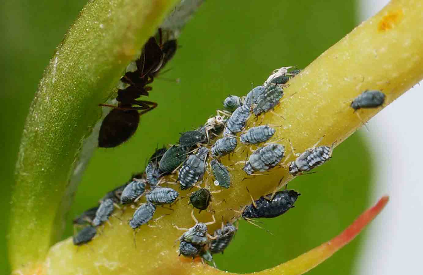 Modos de eliminar plagas de las plantas de forma natural - Controlplagas.es